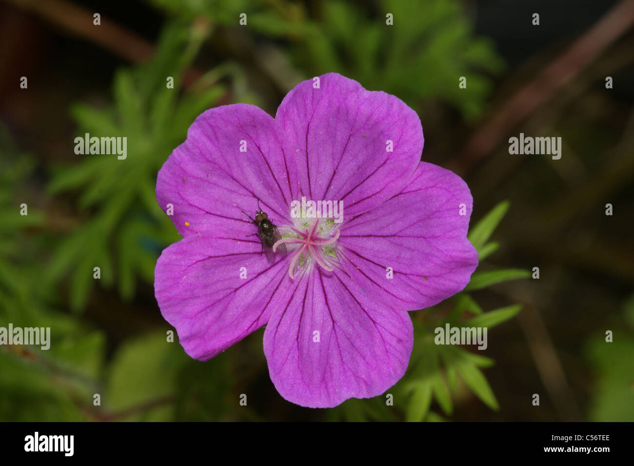 Geranium 'Cedric Morris' Stock Photo - Alamy