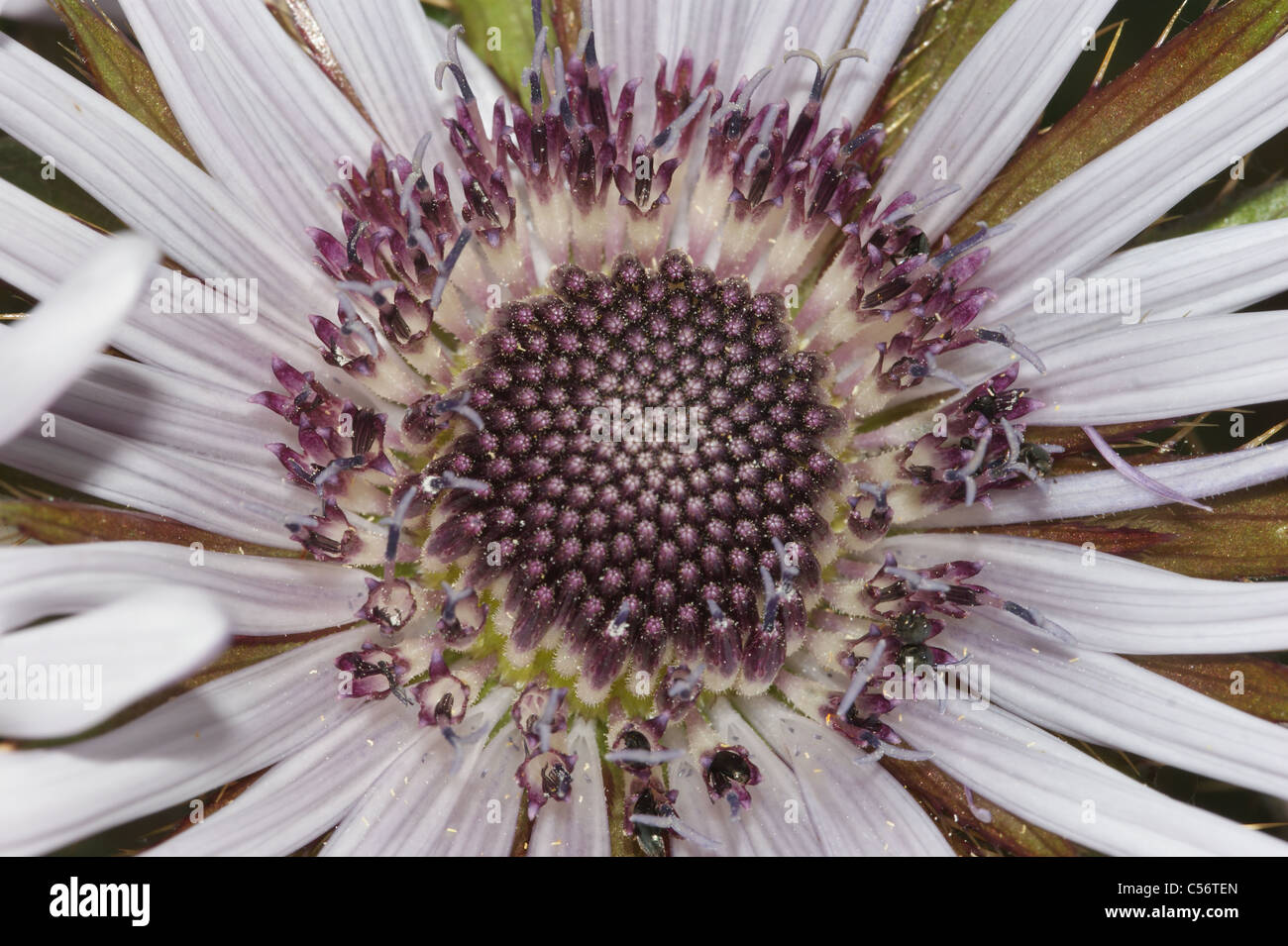 African thistle hi-res stock photography and images - Alamy