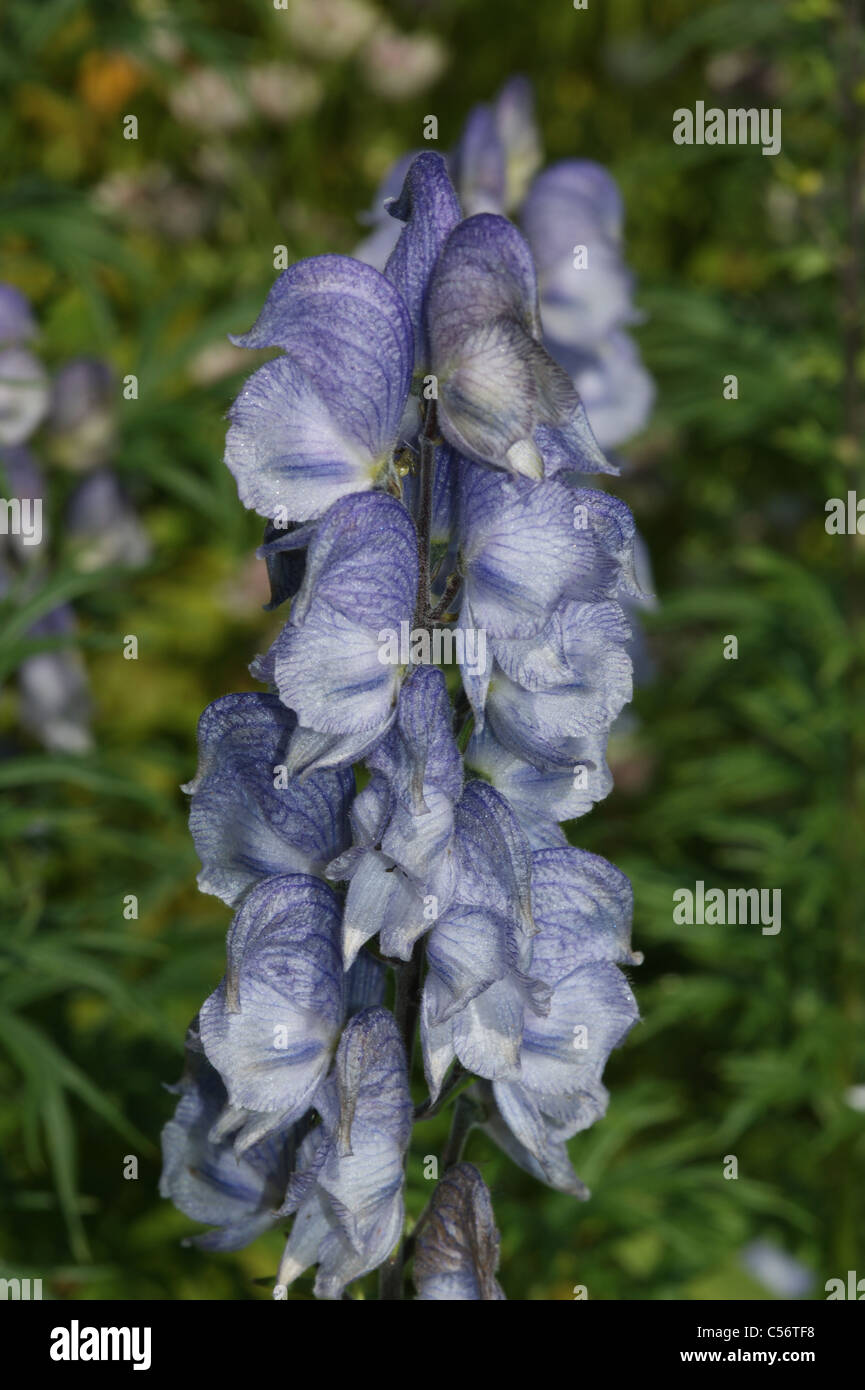 Aconitum 'Stainless Steel' Stock Photo - Alamy
