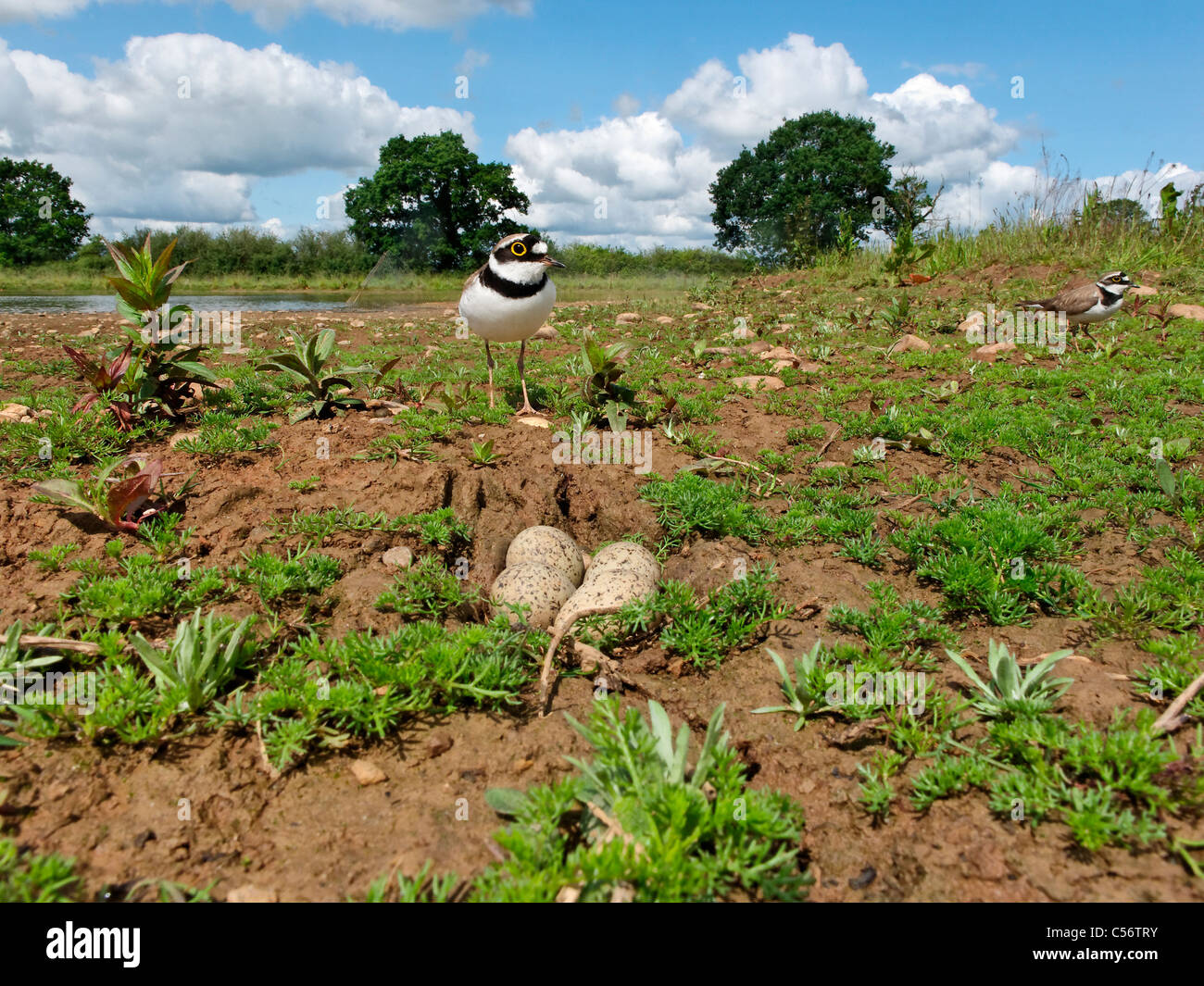 Little ringed plover eggs hi-res stock photography and images - Alamy