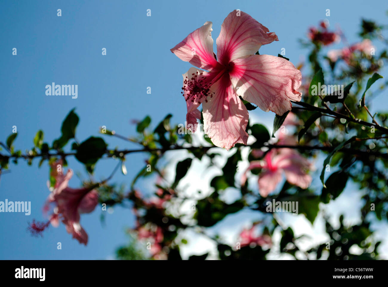 Chinese hibiscus (rosa sinensis Stock Photo - Alamy