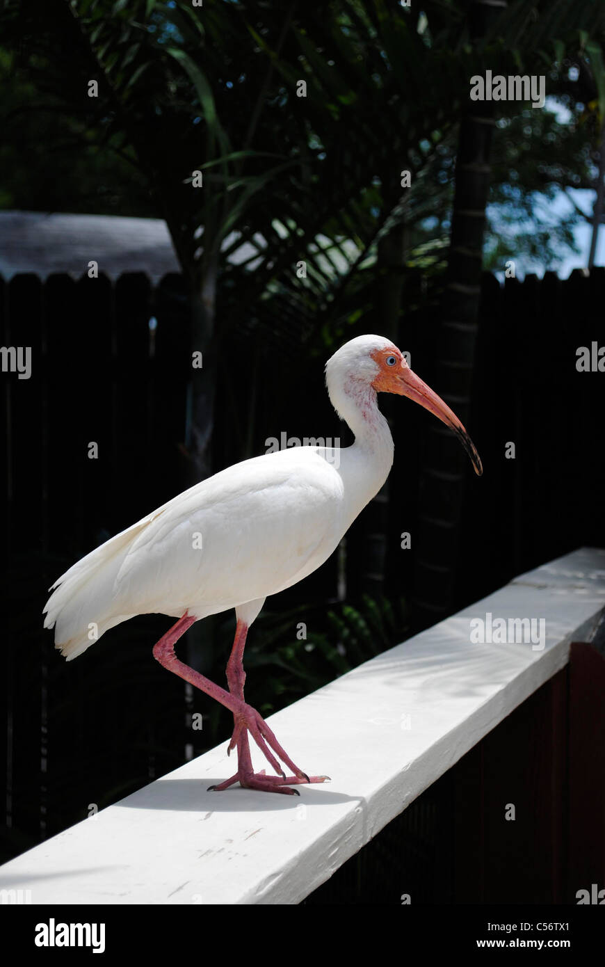 White Ibis (Eudocimus albus Stock Photo - Alamy