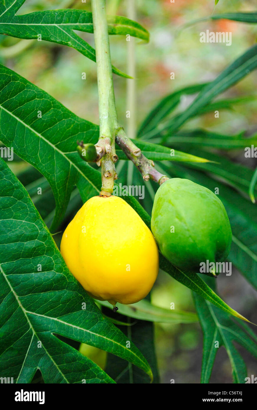 Coral Plant Jatropha multifida Stock Photo - Alamy