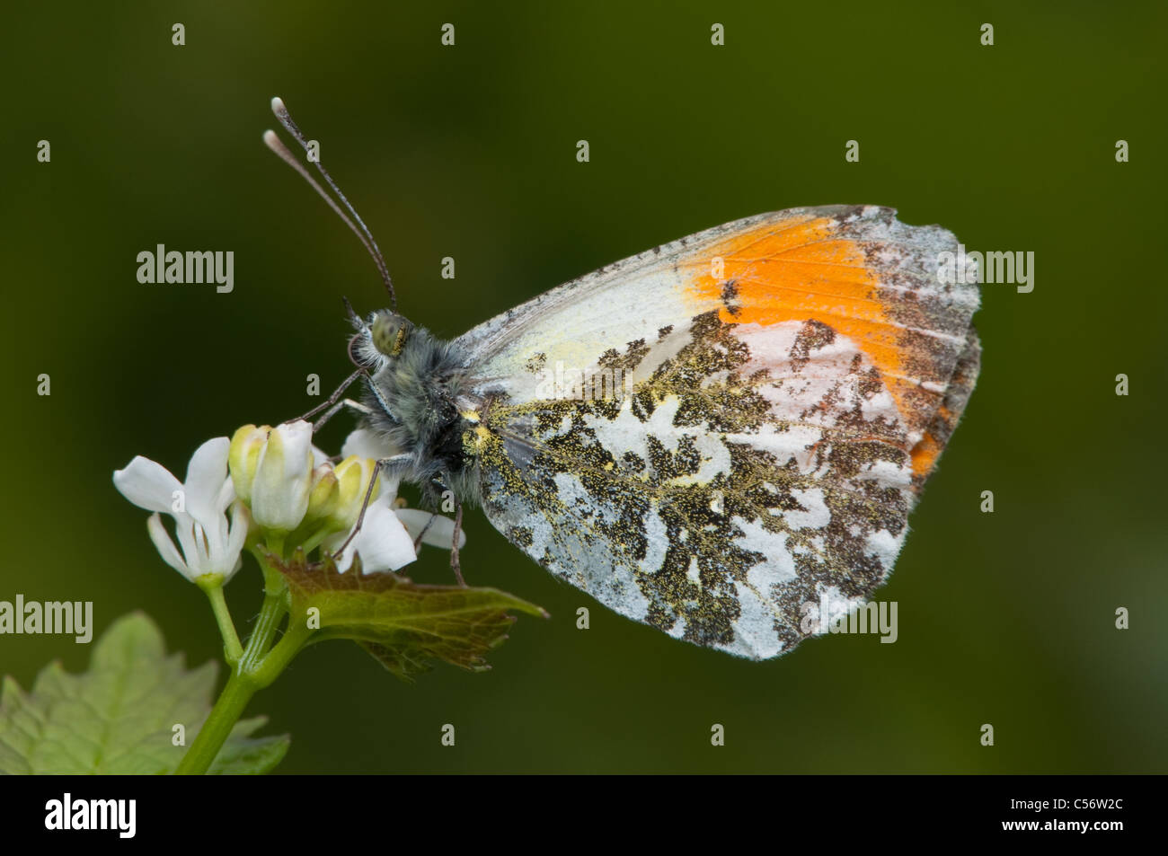Butterfly profile hi-res stock photography and images - Alamy