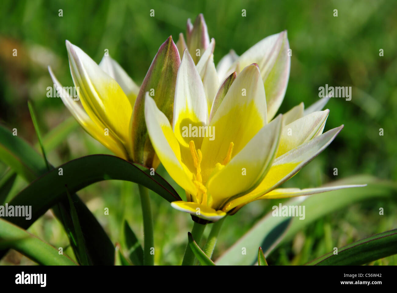 Yellow wild tulip hi-res stock photography and images - Alamy