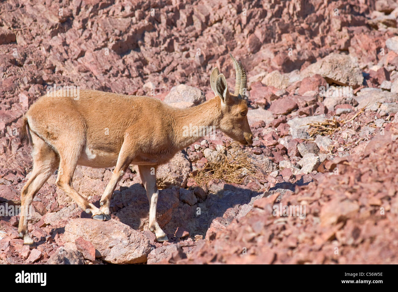 Nubian Ibex doe (Capra ibex nubiana); 'Masiv Eilat' nature reserve ...