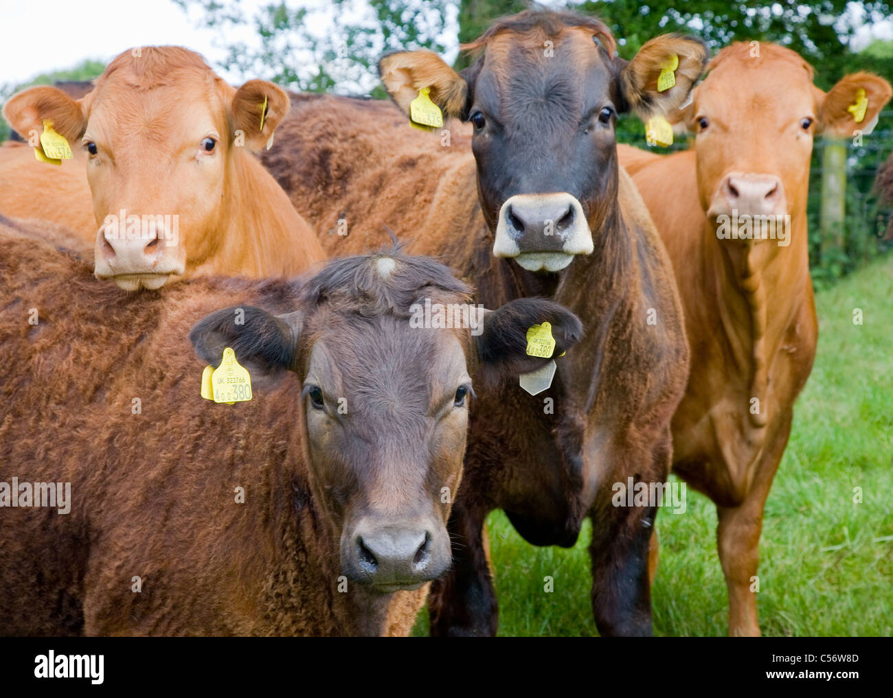 Group of four black and tan cows or bullocks Stock Photo - Alamy