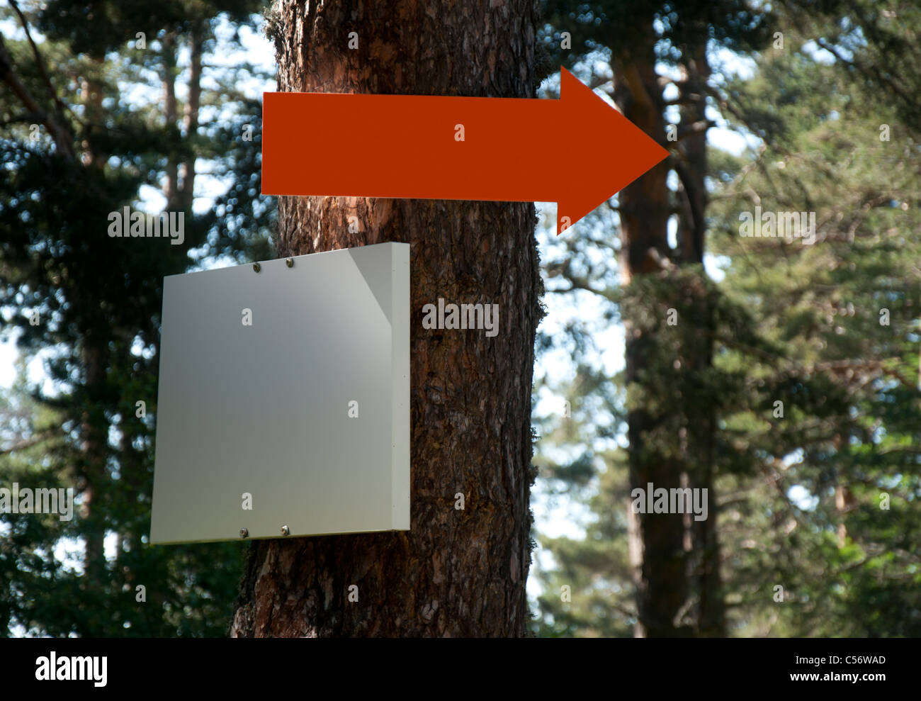 Arrow and sign on tree in forest. Red arrow Stock Photo - Alamy