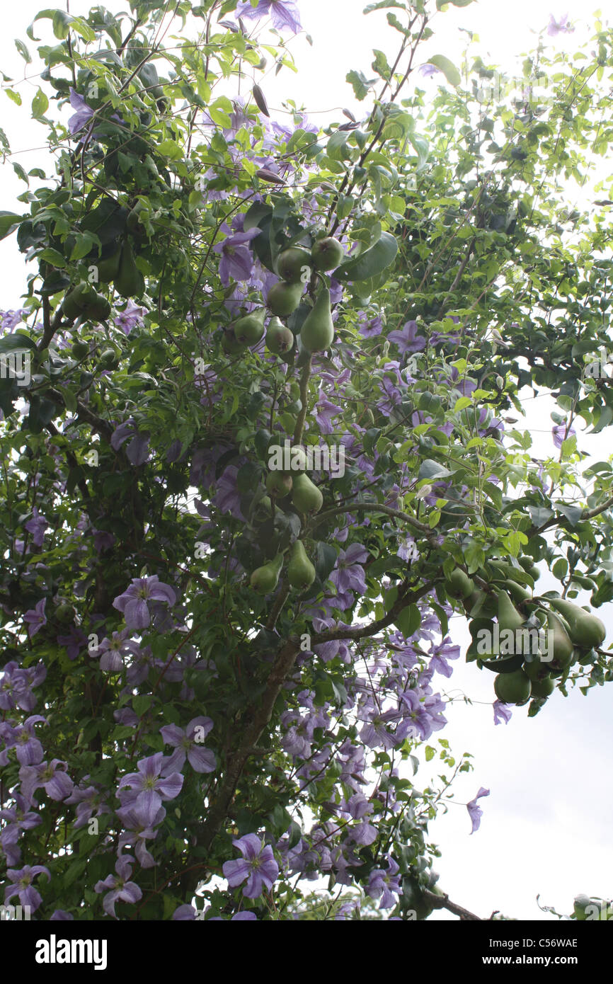 Purple clematis flower orchard hi-res stock photography and images - Alamy