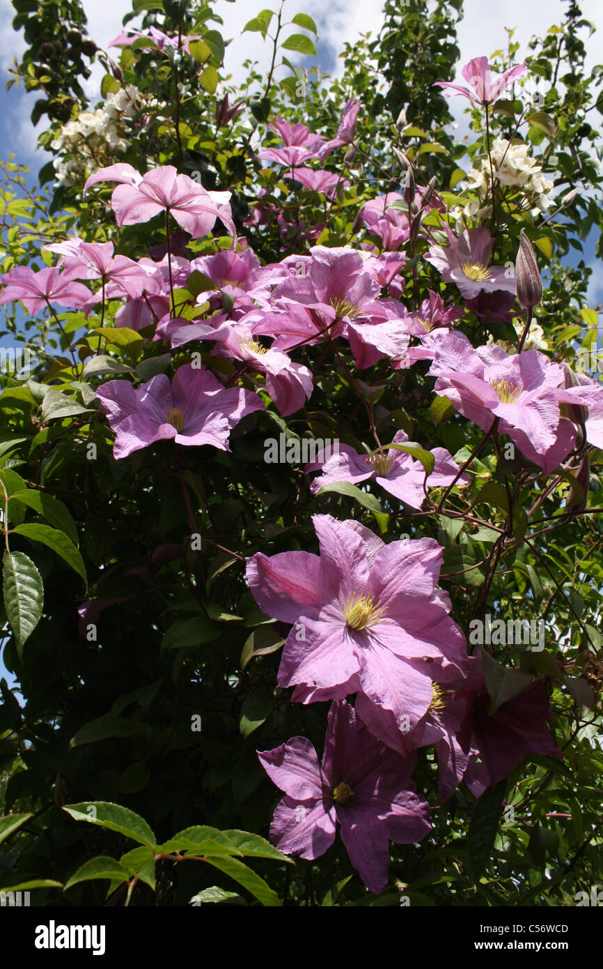 Pink clematis hi-res stock photography and images - Alamy