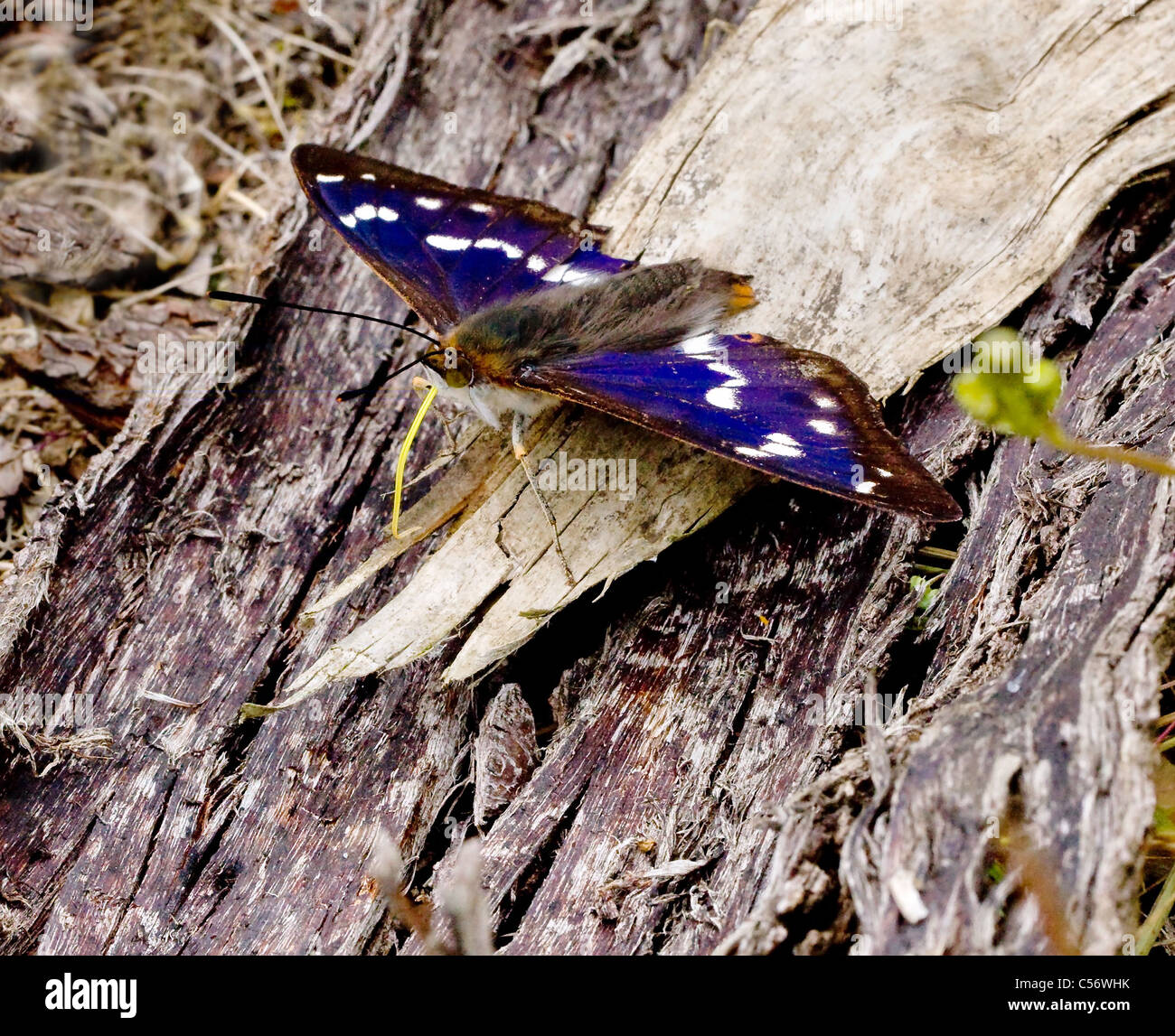 Purple emperor butterfly hi-res stock photography and images - Alamy