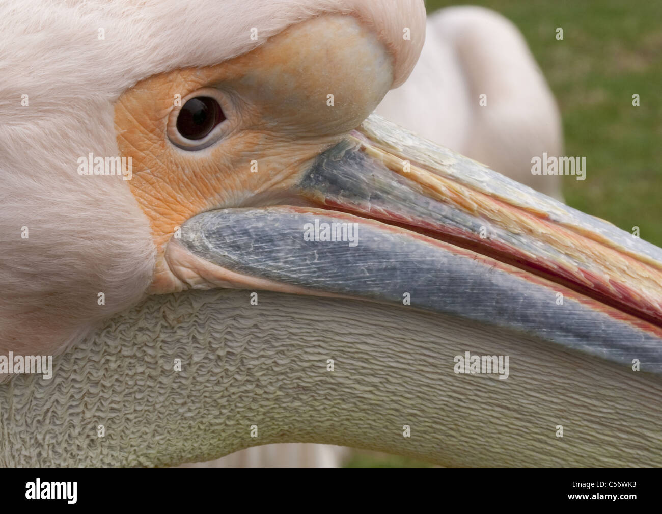 Extreme abstract close up of a Great White Pelican angled across ...