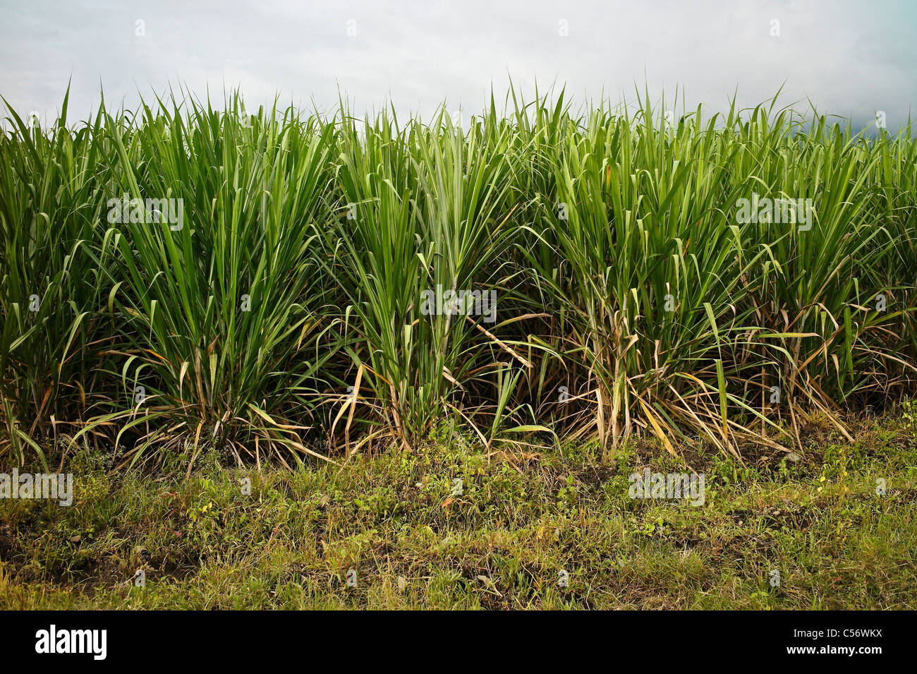 Sugar Cane Plantation Stock Photo - Alamy