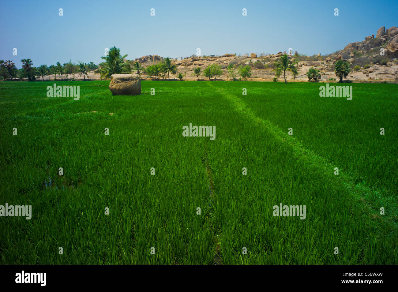 Rice fields india scenery hi-res stock photography and images - Alamy