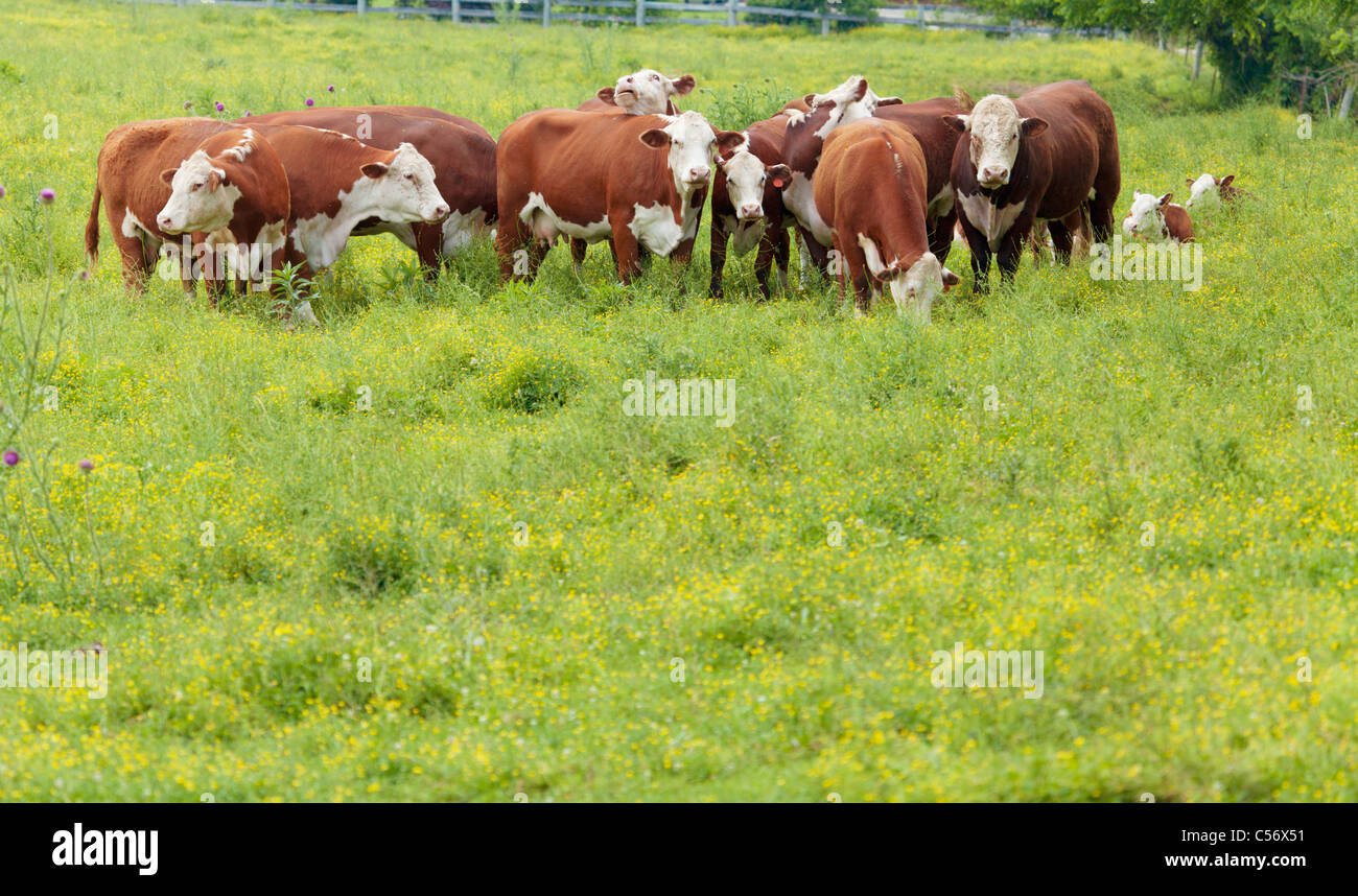Grazing cattle pasture yellow flowers hi-res stock photography and ...