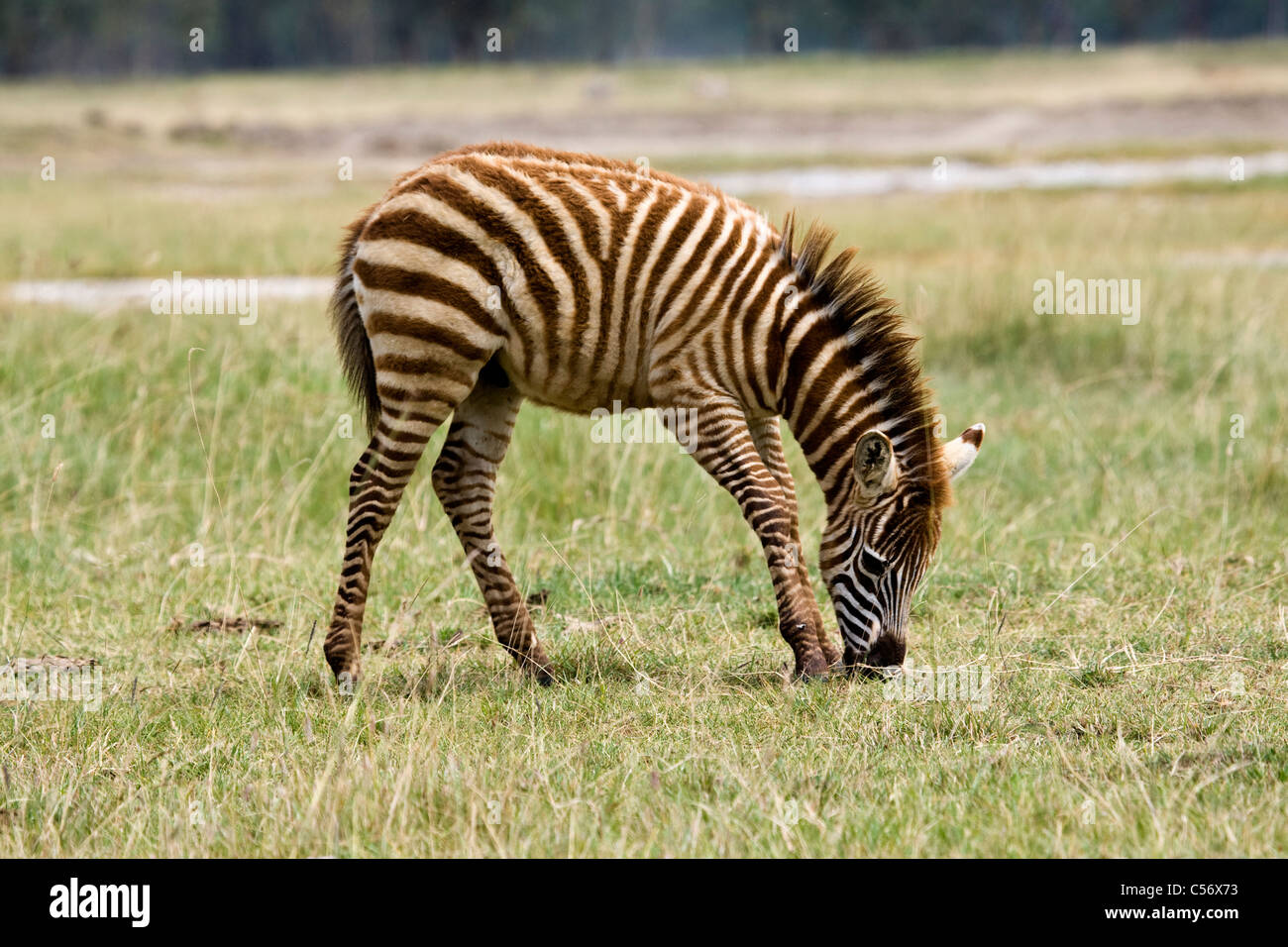Zebra calf hi-res stock photography and images - Alamy