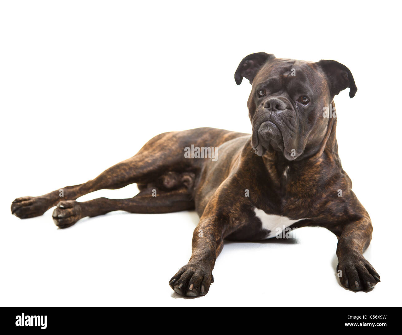 White and brindle boxer dog hi-res stock photography and images - Alamy