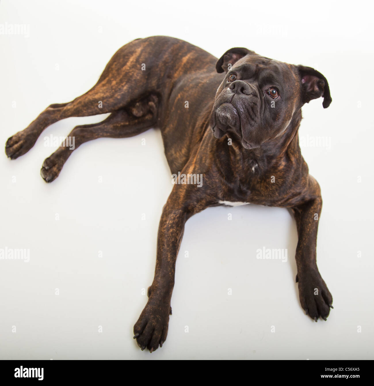 Dog isolated boxer hi-res stock photography and images - Alamy