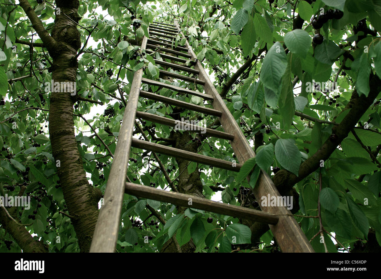 Ladders reaching up into black cherry trees in Basel, Switzerland Stock ...