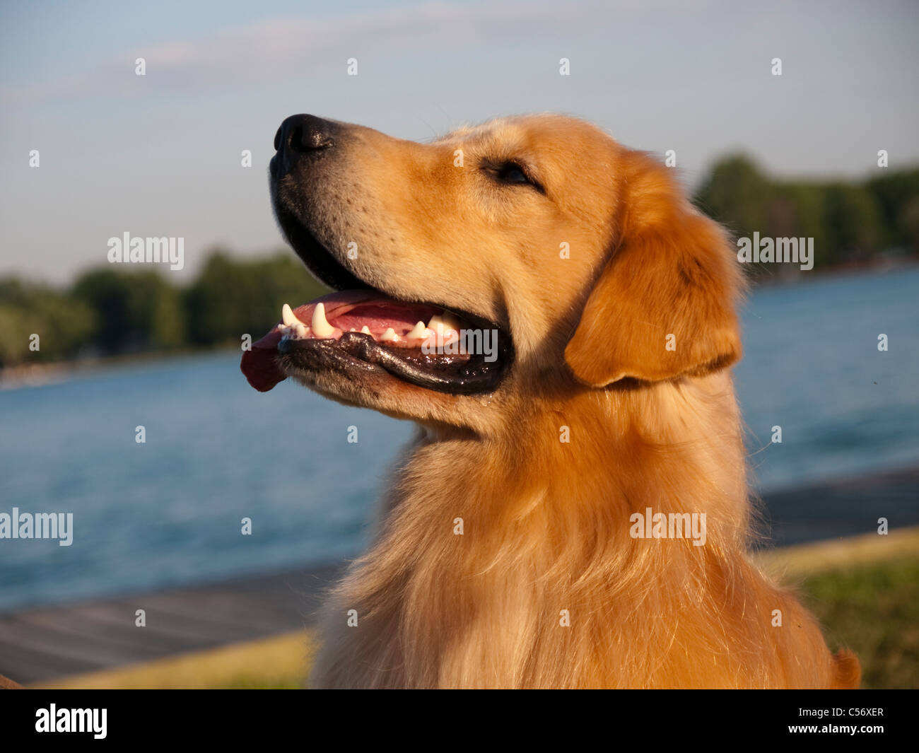 Golden retriever on river hi-res stock photography and images - Alamy