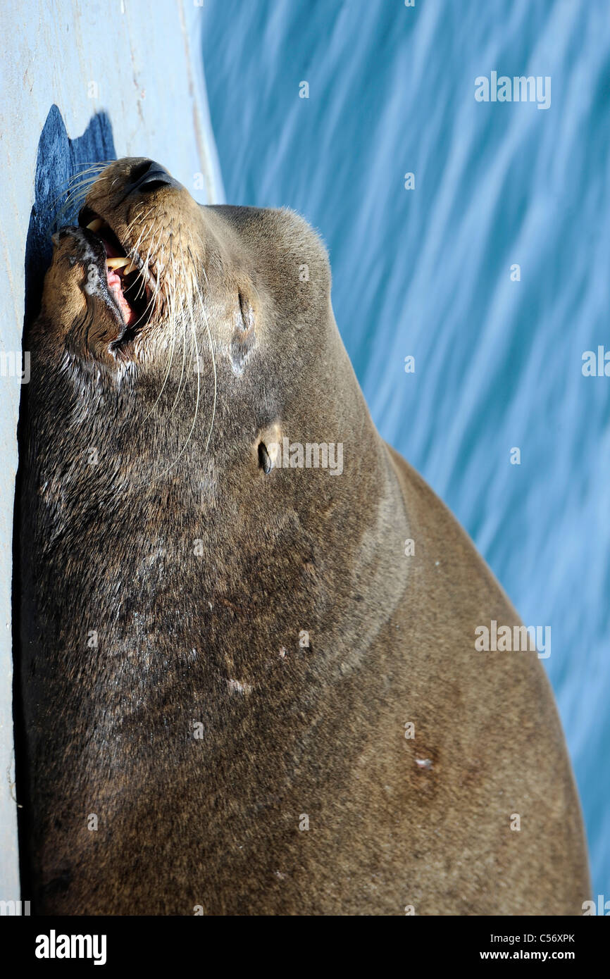 California Sea Lions Relax on Santa Cruz Pier, Santa Cruz, California ...