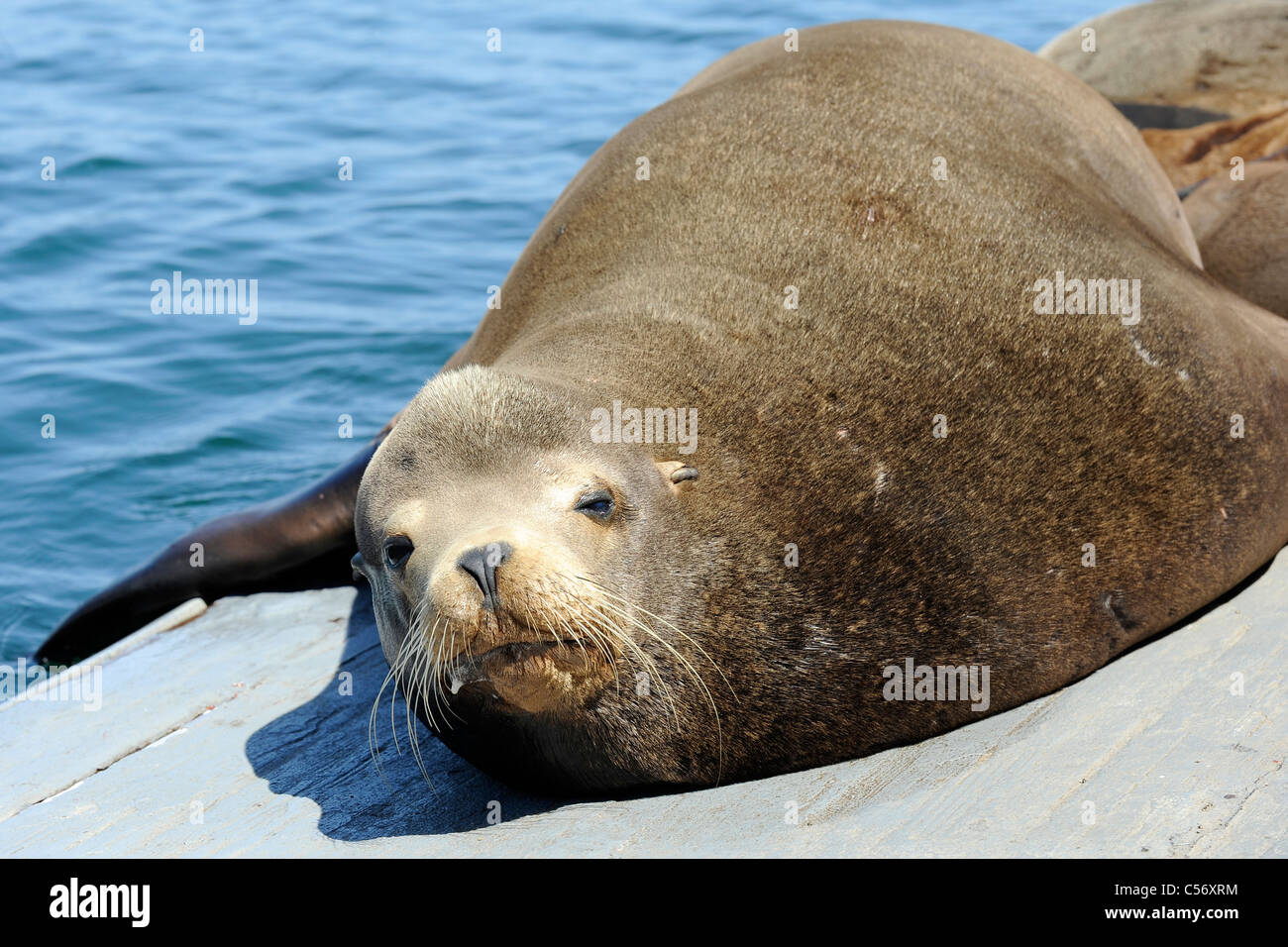 California Sea Lions Relax on Santa Cruz Pier, Santa Cruz, California ...