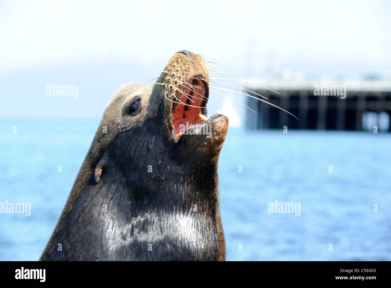 California Sea Lions Relax on Santa Cruz Pier, Santa Cruz, California ...