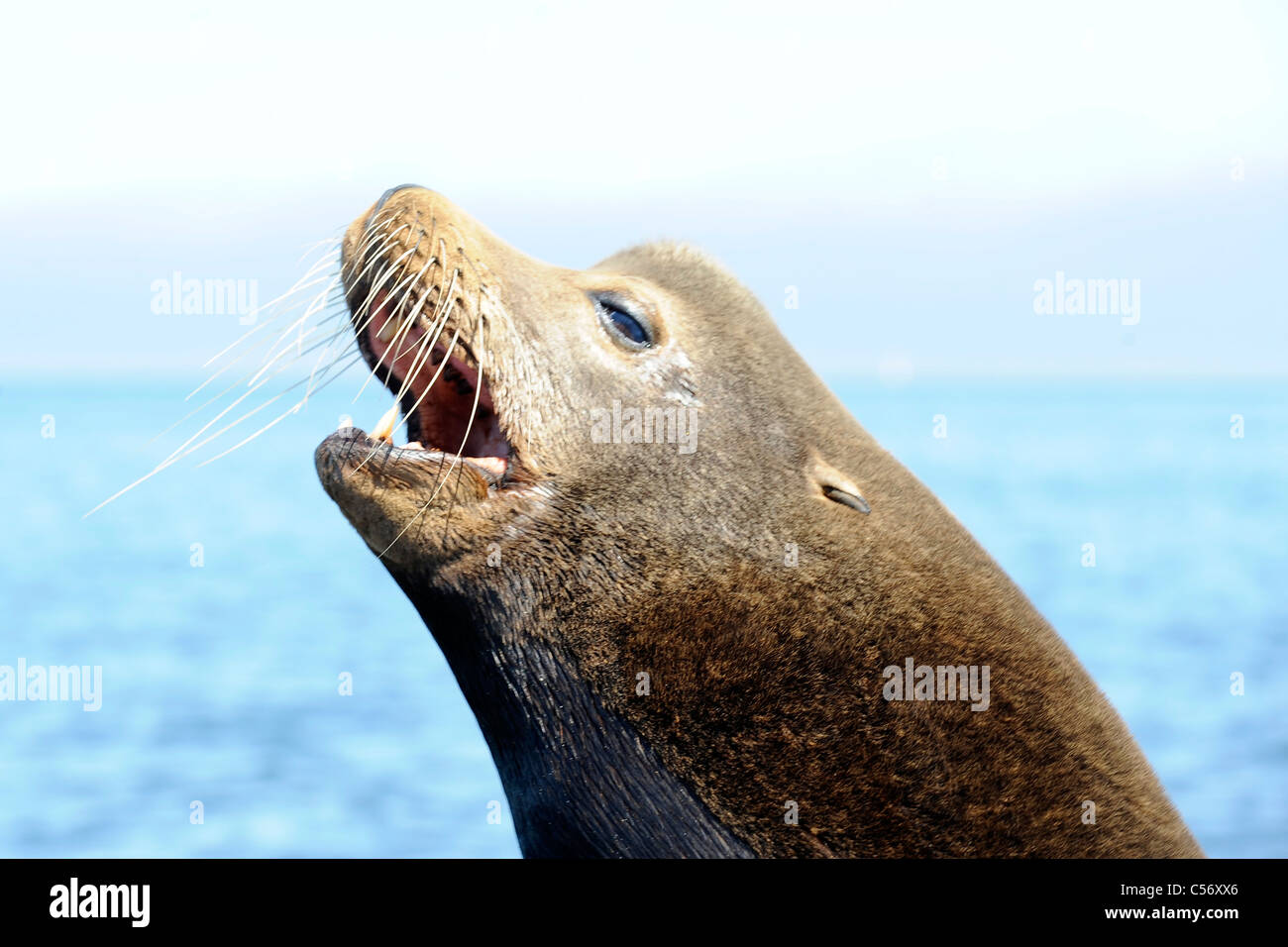 California Sea Lions Relax on Santa Cruz Pier, Santa Cruz, California ...