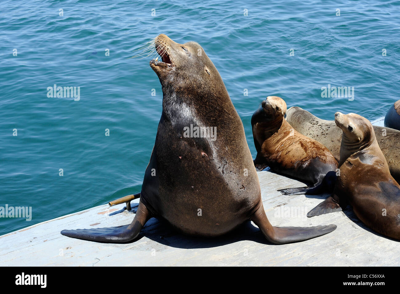 California Sea Lions Relax on Santa Cruz Pier, Santa Cruz, California ...