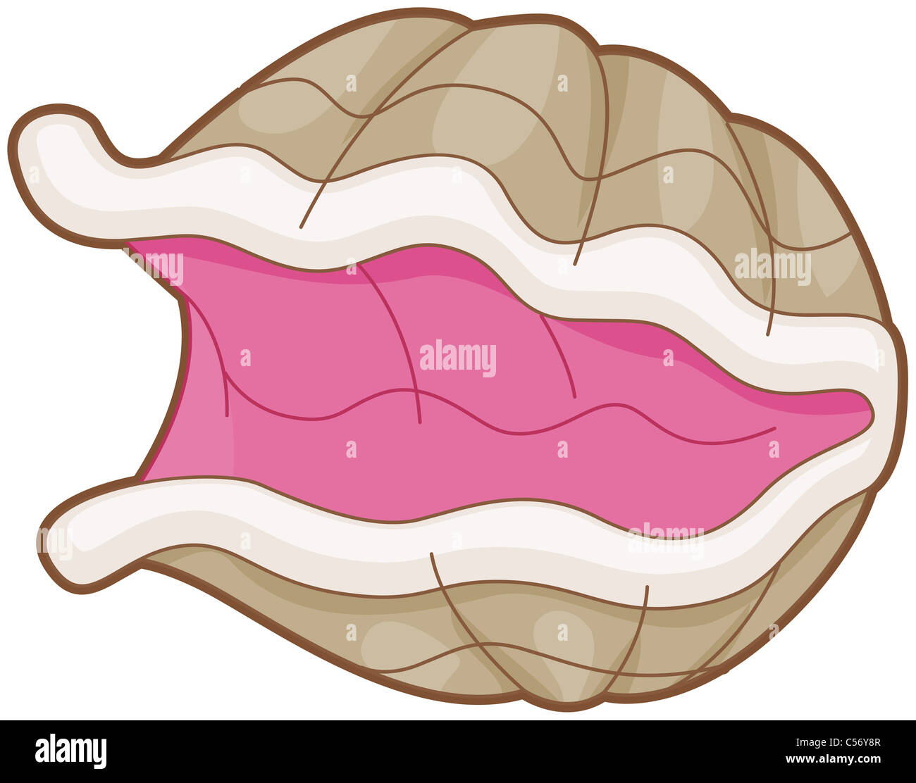 Oyster shell illustration hi-res stock photography and images - Alamy