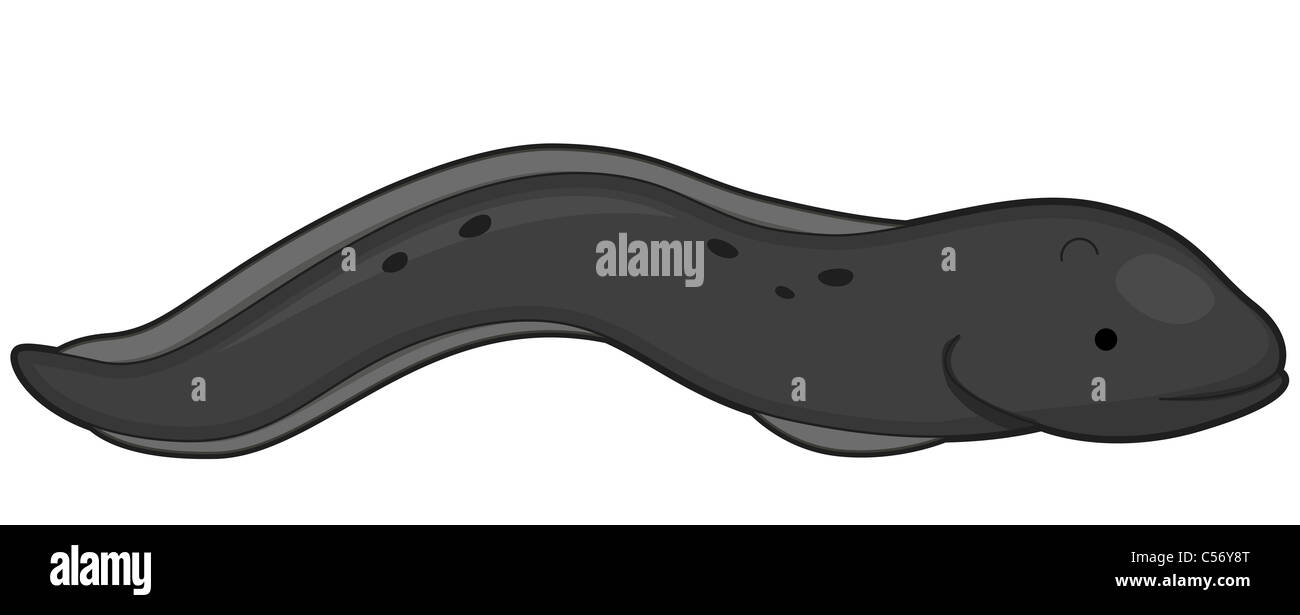 Black eel cutout hi-res stock photography and images - Alamy