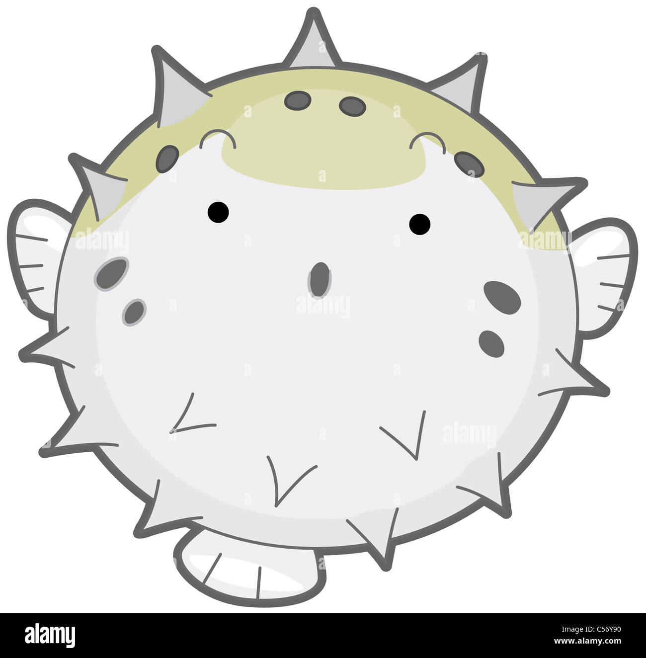 An Inflated Puffer Fish Isolated against White Background Stock Photo ...