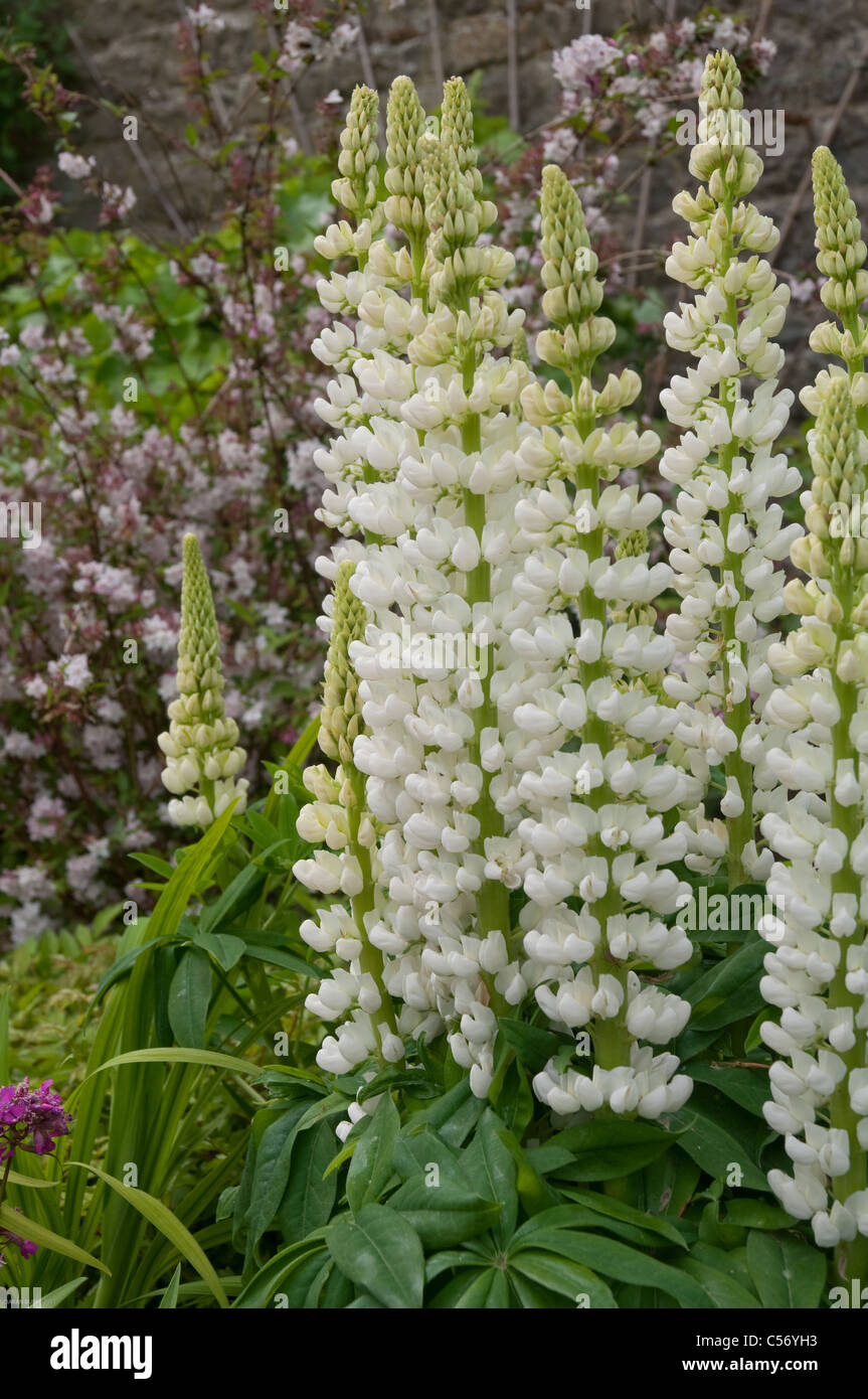 WHITE FLOWERED LUPINS IN BORDER IN WALLED GARDEN Stock Photo - Alamy