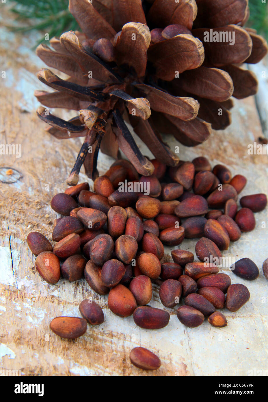 pine nuts, with cedar cones and fir tree in the background Stock Photo ...