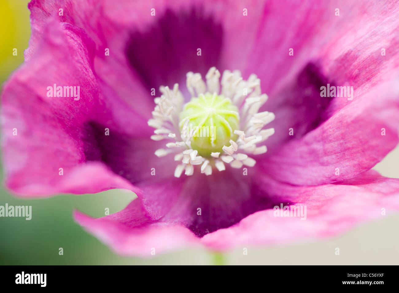 Papaver somniferum - Pink Opium poppy Stock Photo - Alamy