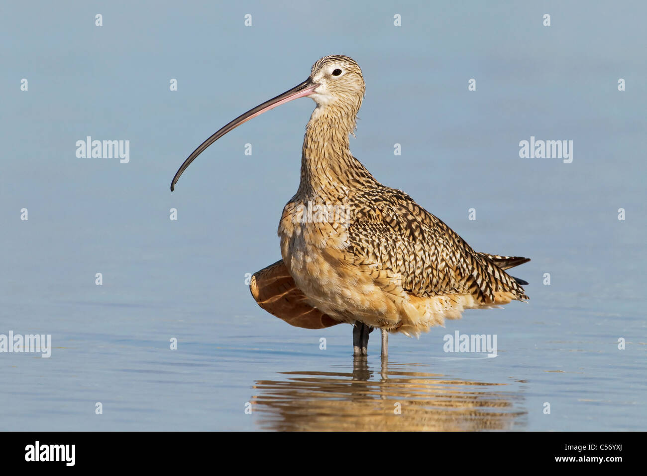 Long billed curlew and water hi-res stock photography and images - Alamy