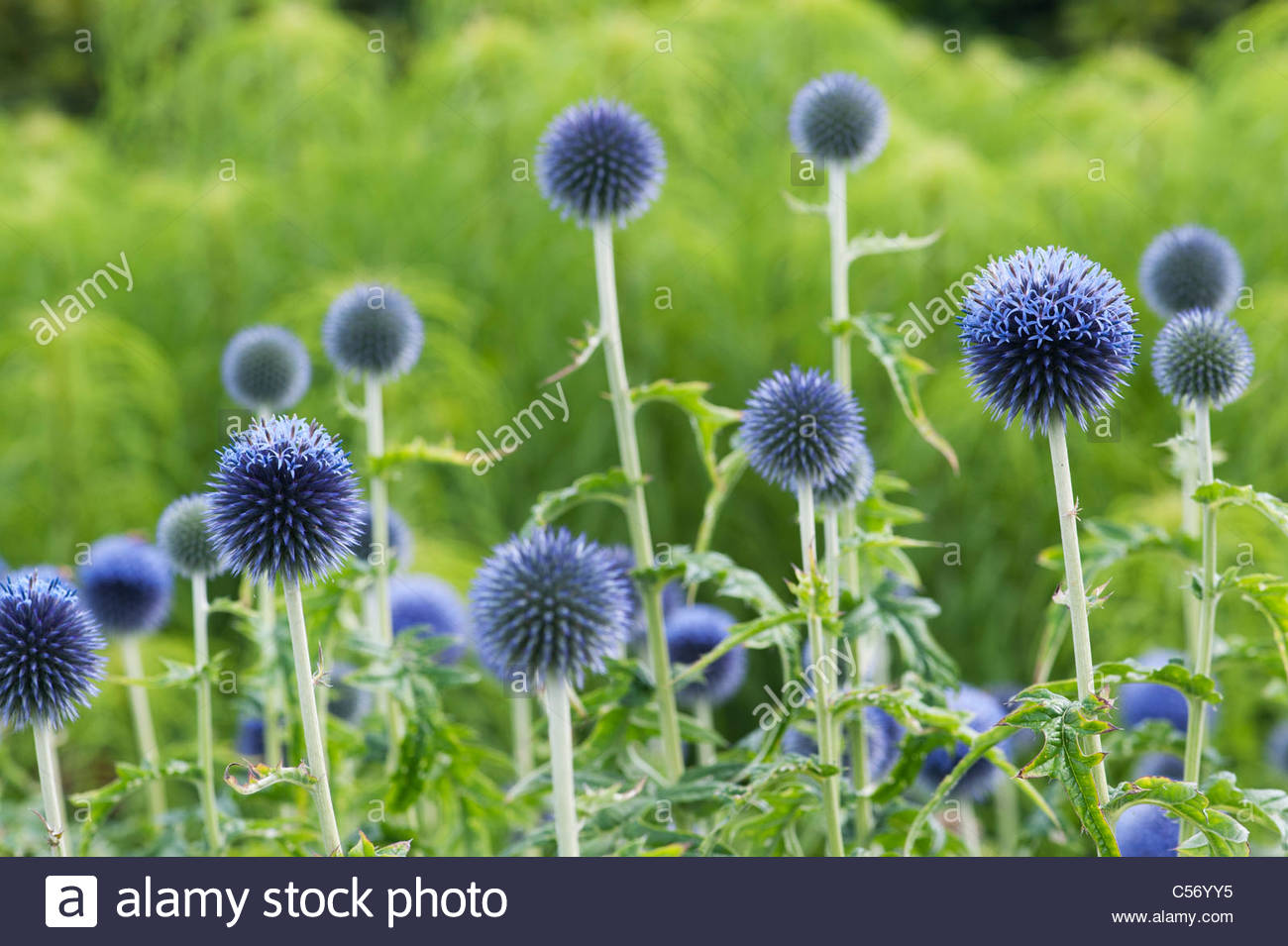 Echinops Bannaticus Taplow blue. Globe thistle flowers in an English ...