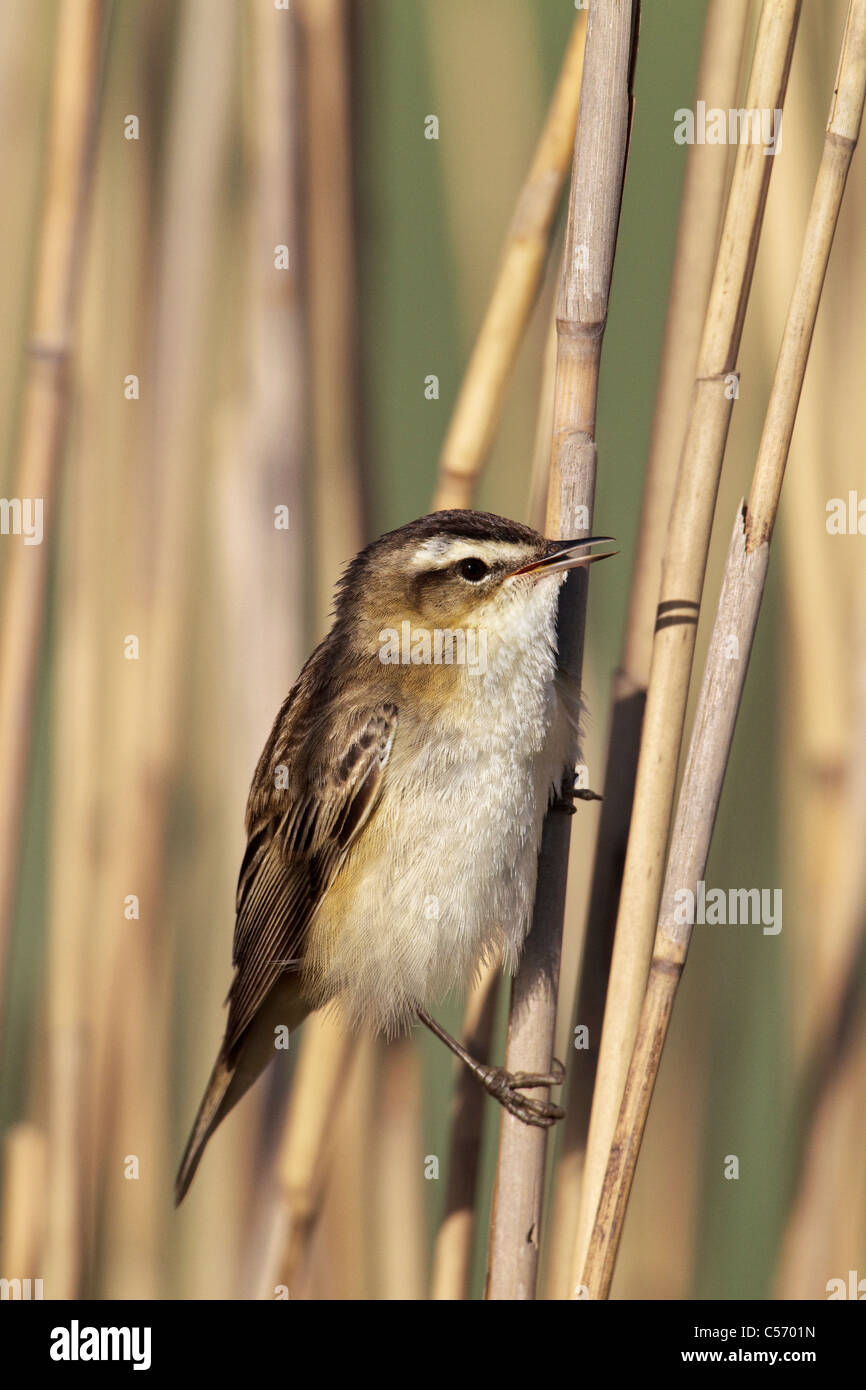 Sedge warbler adult hi-res stock photography and images - Alamy