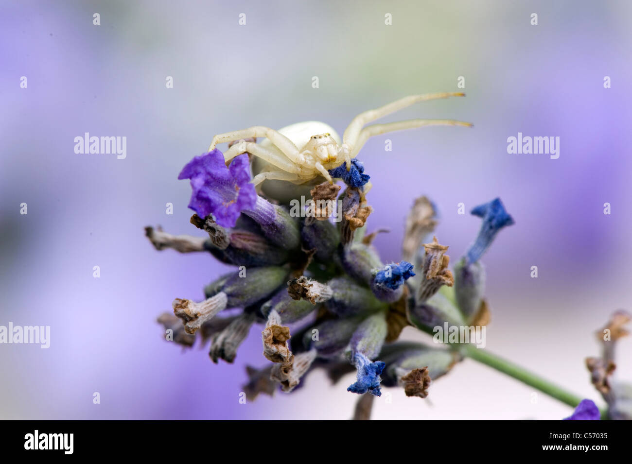 Single lavender flower hi-res stock photography and images - Alamy