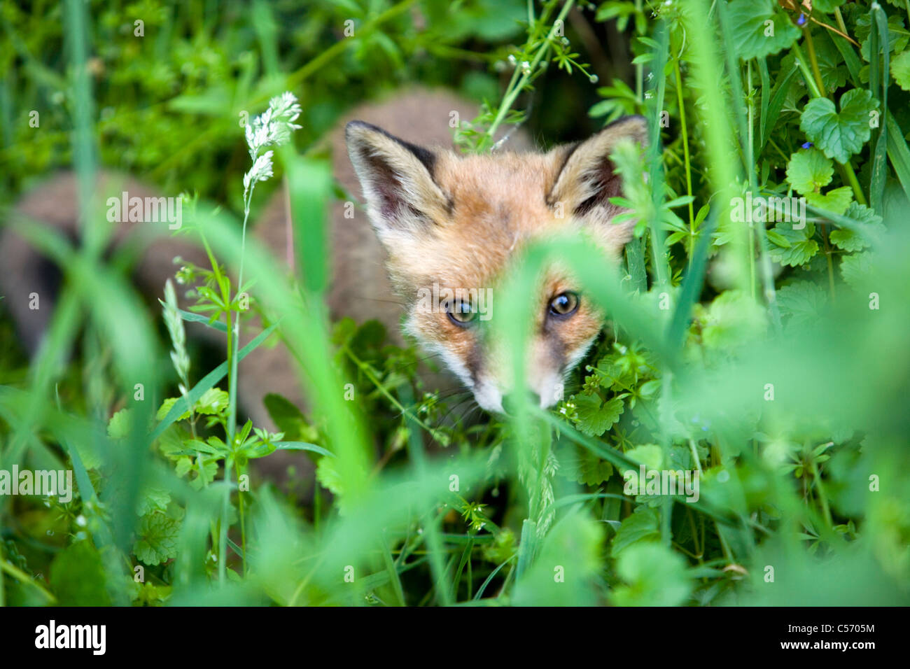 The Netherlands, 's-Graveland. Rural Estate called Gooilust. Young fox ...