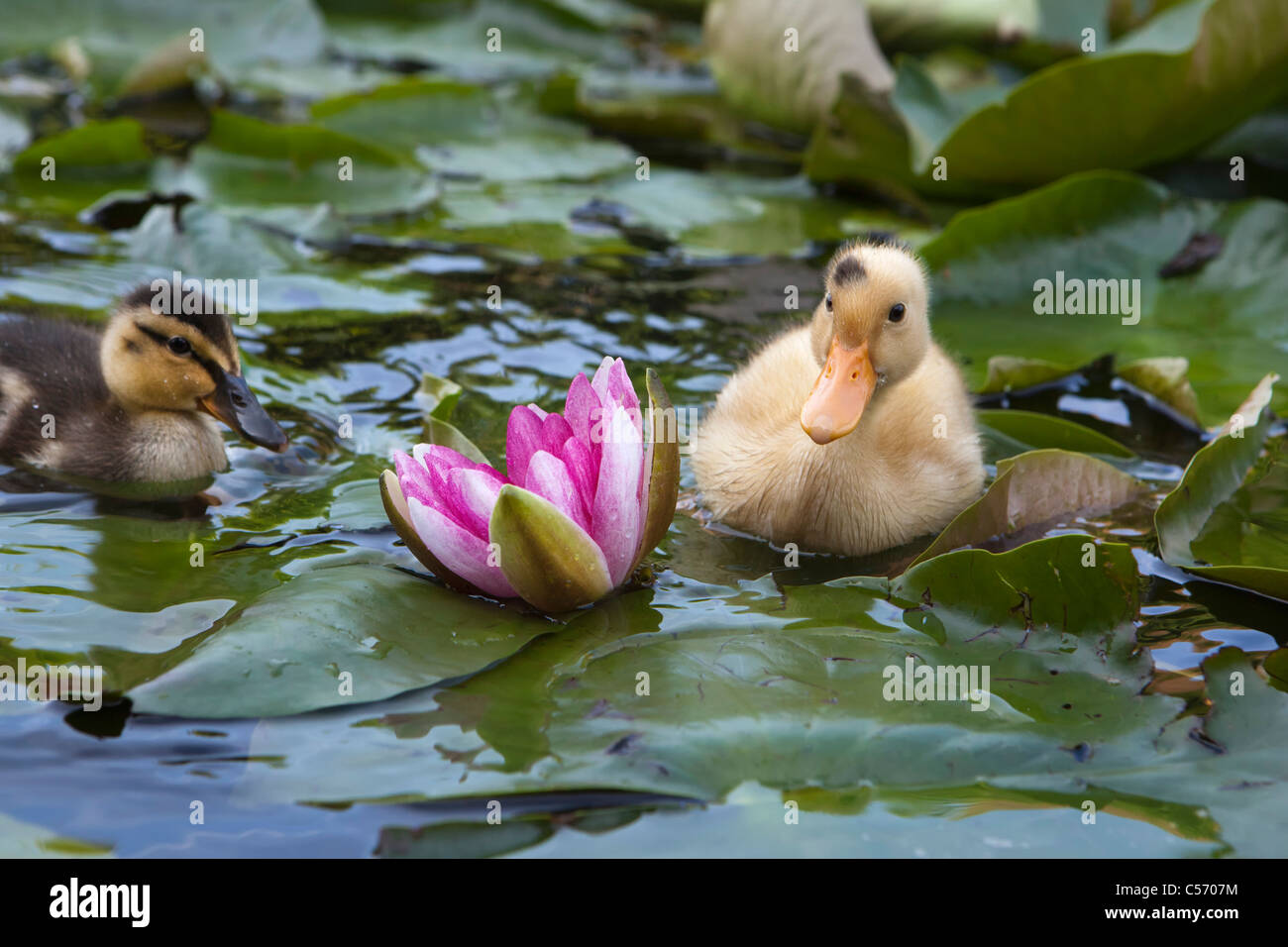 Duck ducklings swimming on pond hi-res stock photography and images - Alamy