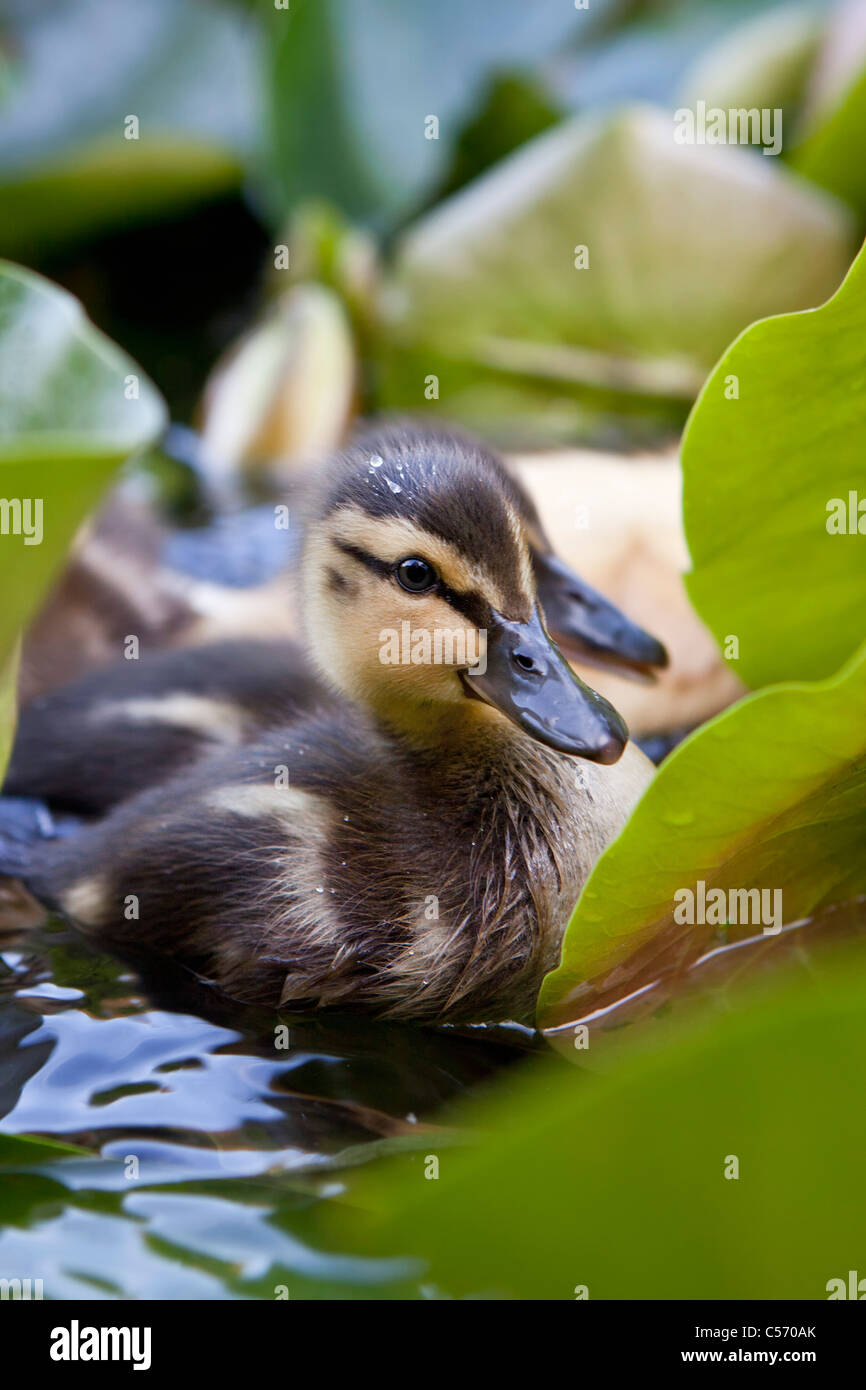 The Netherlands, 's-Graveland, Young ducks in pond. Ducklings Stock ...