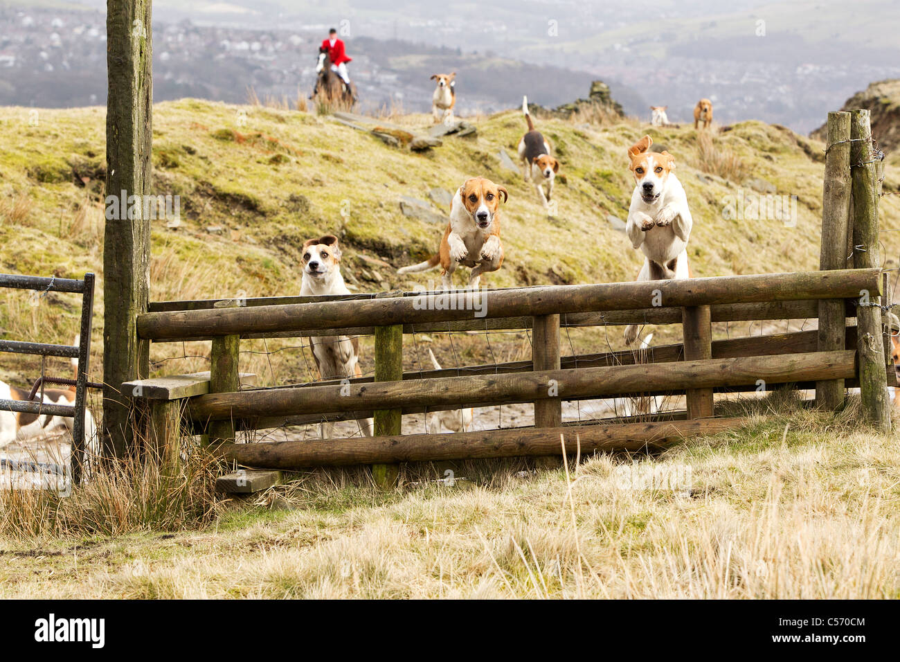 Holcombe Hunr hounds jumping hunt fence Stock Photo - Alamy