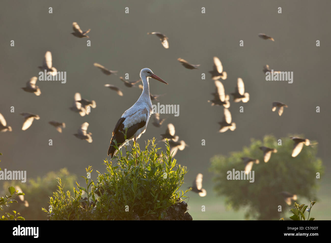 Stork bird birds netherlands holland hi-res stock photography and ...