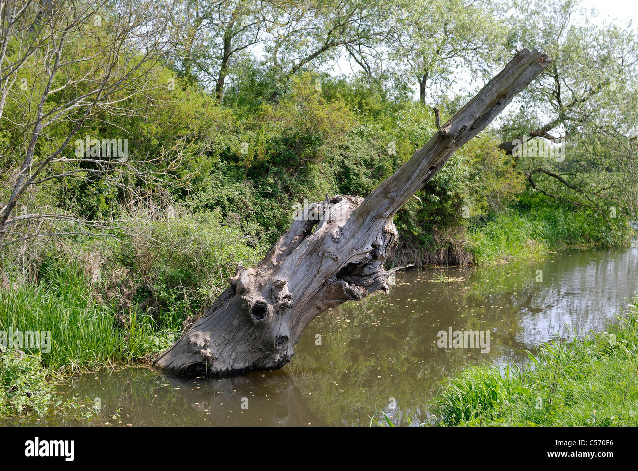 Dead tree over river hi-res stock photography and images - Alamy