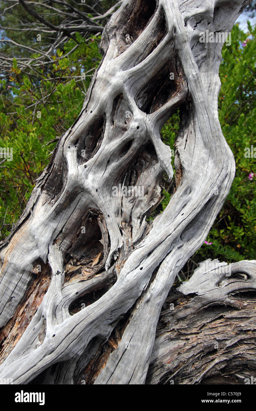 Twisted Tree Roots