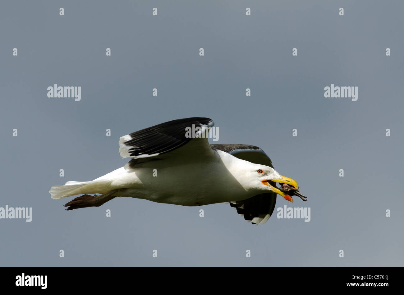 Great Black backed Gull (Larus marinus) in flight carrying a dead Manx ...