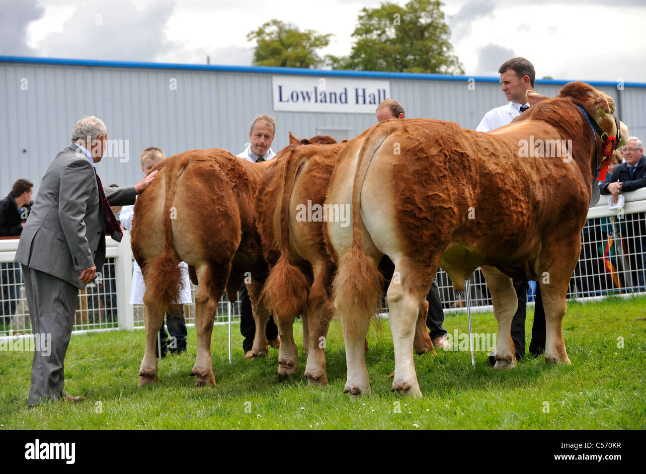 Judge, William Cowx, inspecting Limousin cattle at the Royal Highland ...