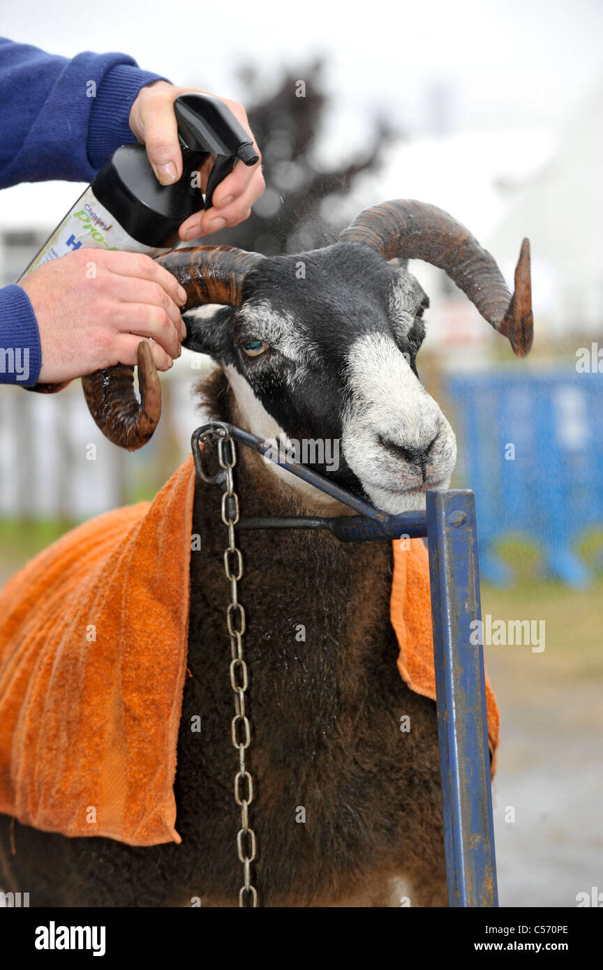 Blackfaced ewe being prepared for show Stock Photo - Alamy