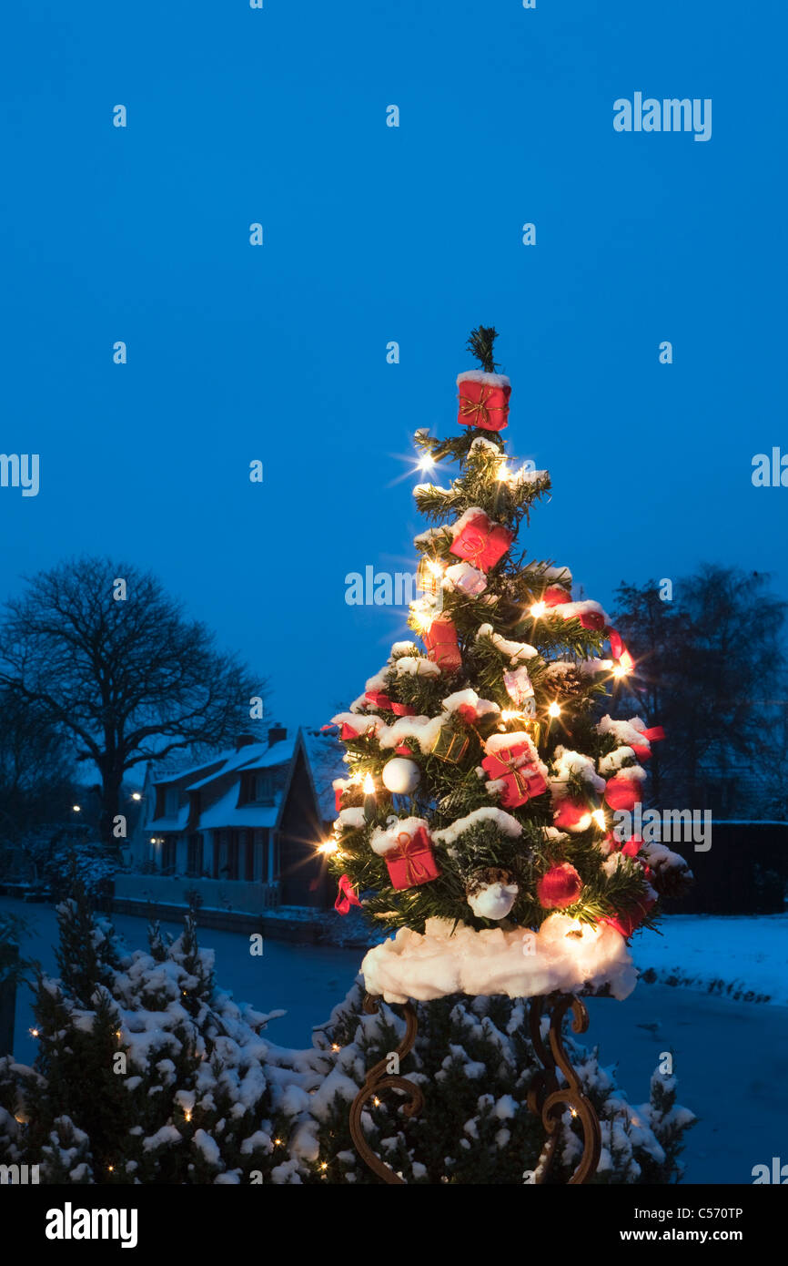 The Netherlands, 's-Graveland, Christmas trees with lights in snow ...